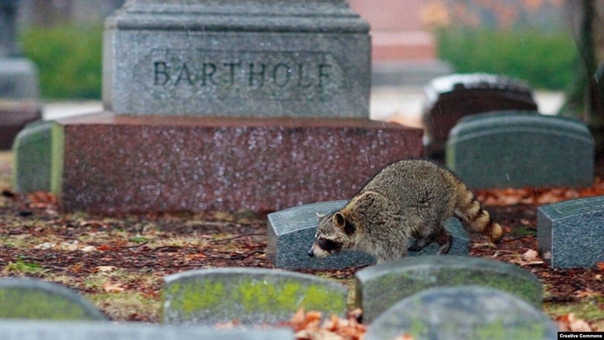 Cemeteries are Alive… With Wildlife