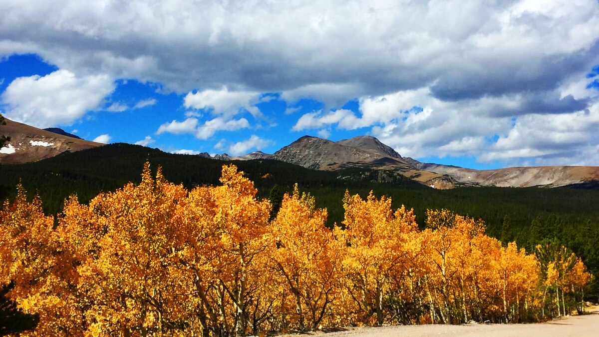 Fall Colors Not Only Red and Blue