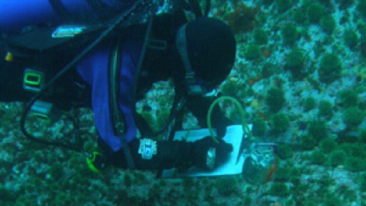 Loss of Predators Impacts Food Chain