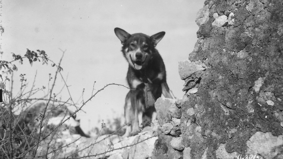 US Army Dog Recognized for Heroic Action During World War II