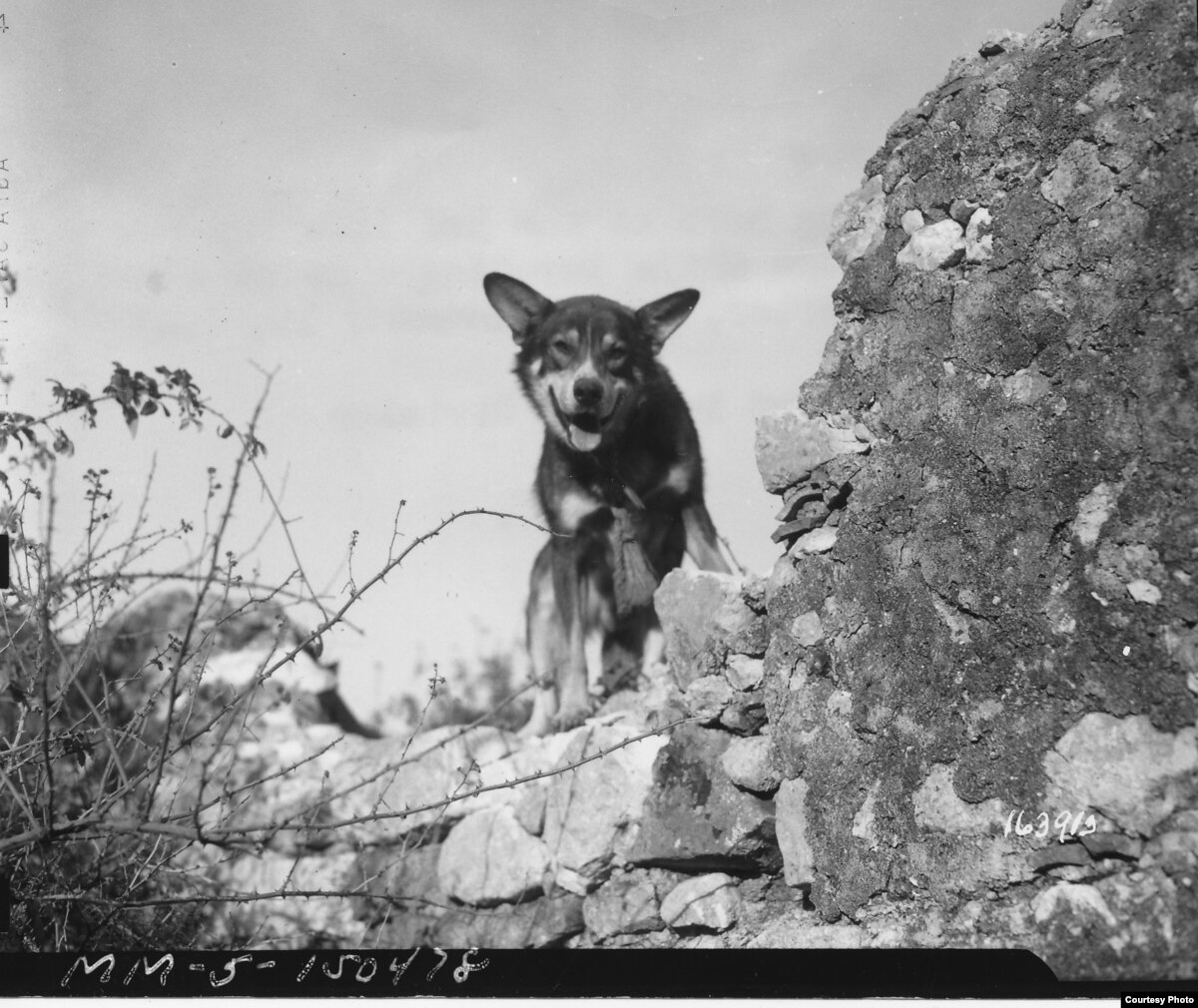 US Army Dog Recognized for Heroic Action During World War II