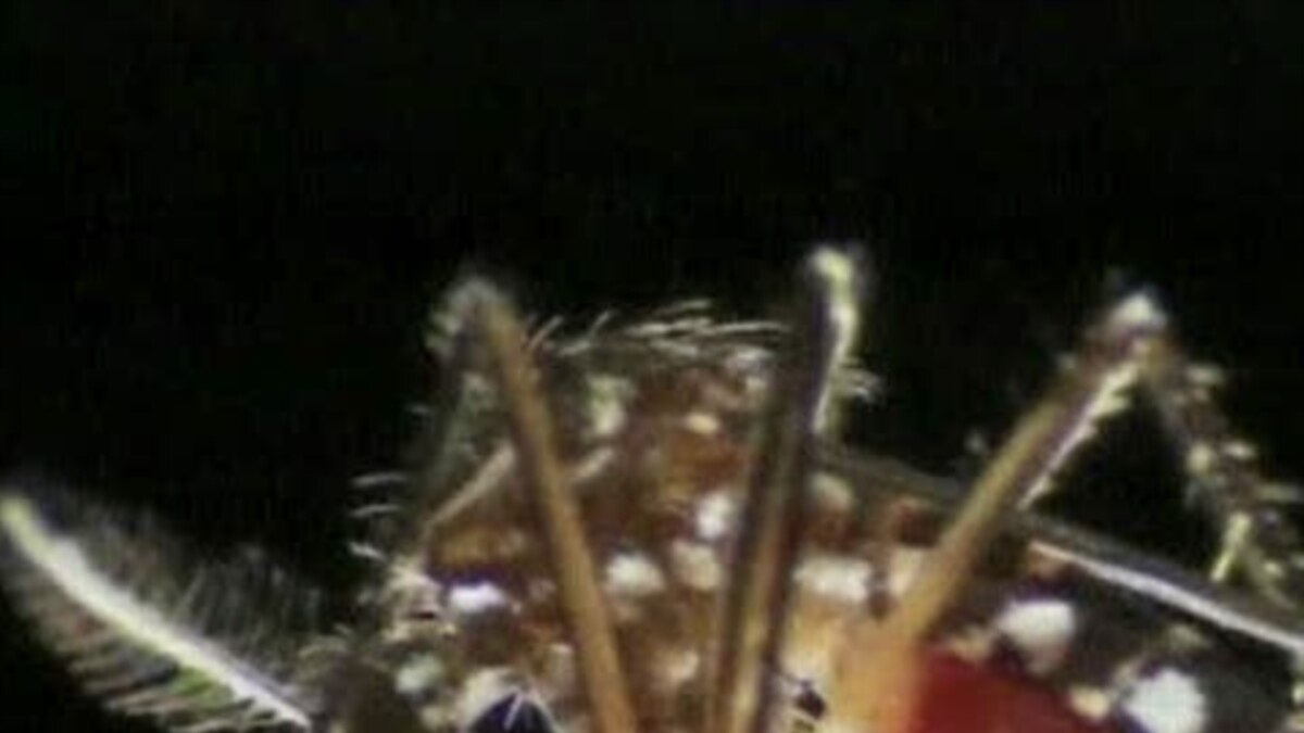 Scientists Target Mosquito-Borne Illnesses