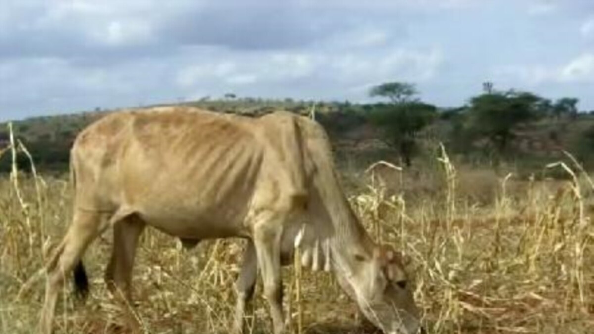 Caama Boorana Mudateef Roobnii Hagayyaa Murtessaa Ta’a