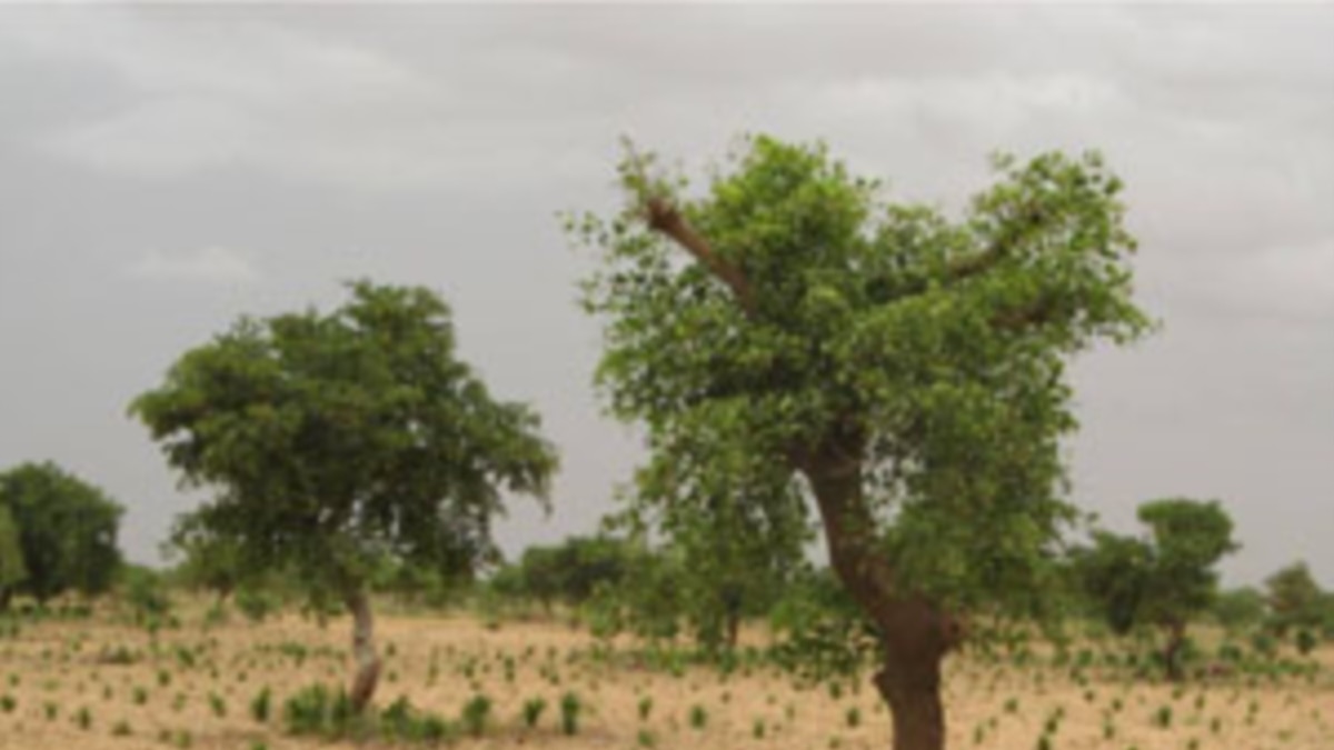 In Africa, the Greening of the Sahel