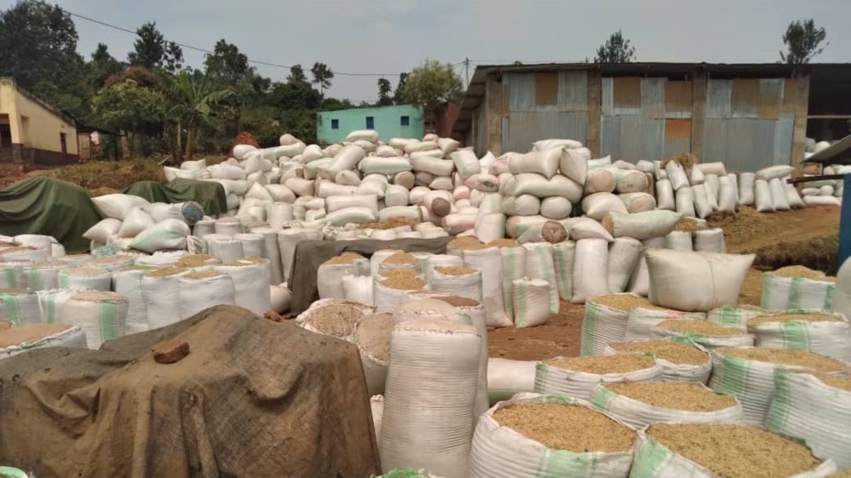 Mu Rwanda Abahinzi b'Umuceri mu Bugarama Bari mu Gihombo