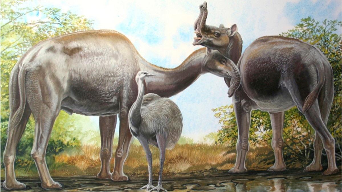 Mystery of Darwin's Strange South American Mammals Solved
