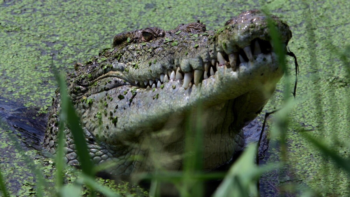Australians Urged to Be Alert to Crocodile Threat