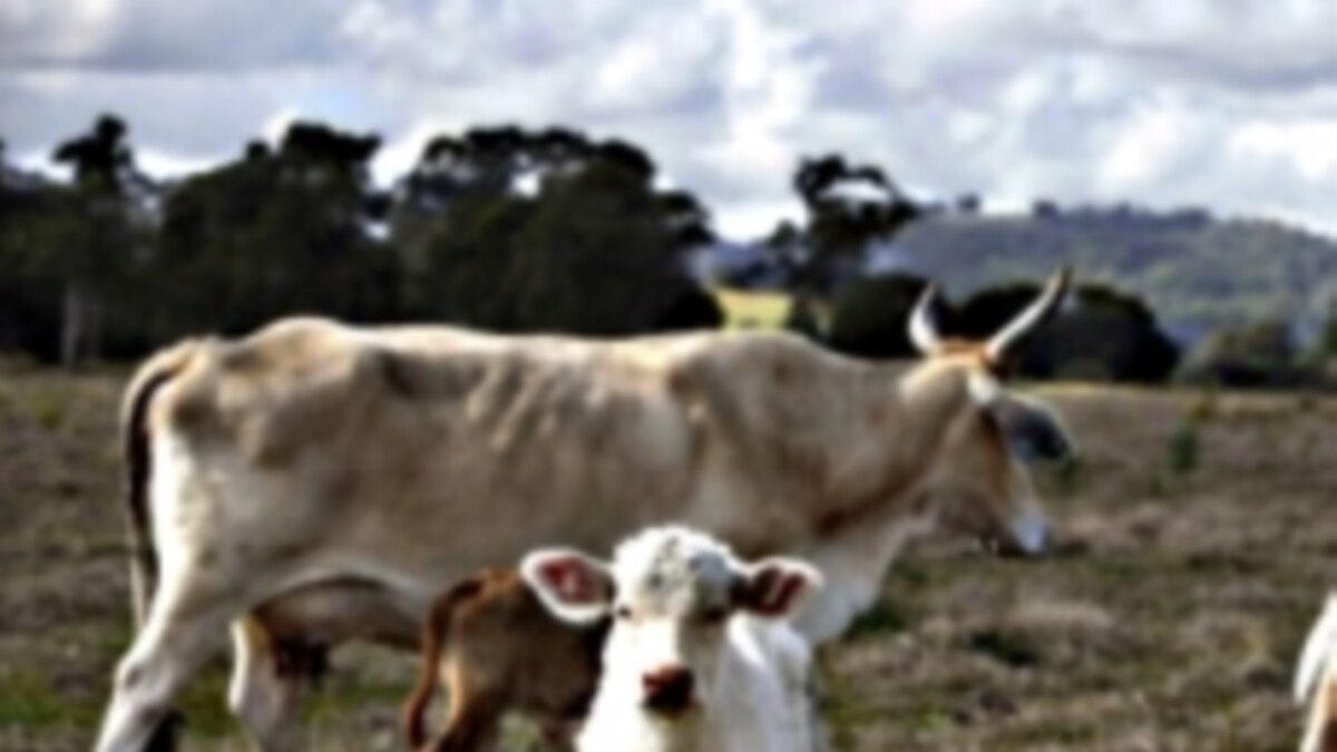 Cattle Rustling on the Rise in the American West