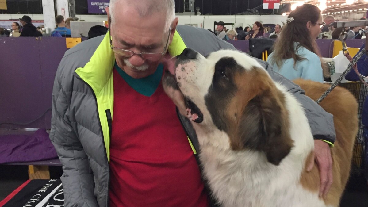 They Might Be Giants: Life With Westminster's Big Dog Breeds