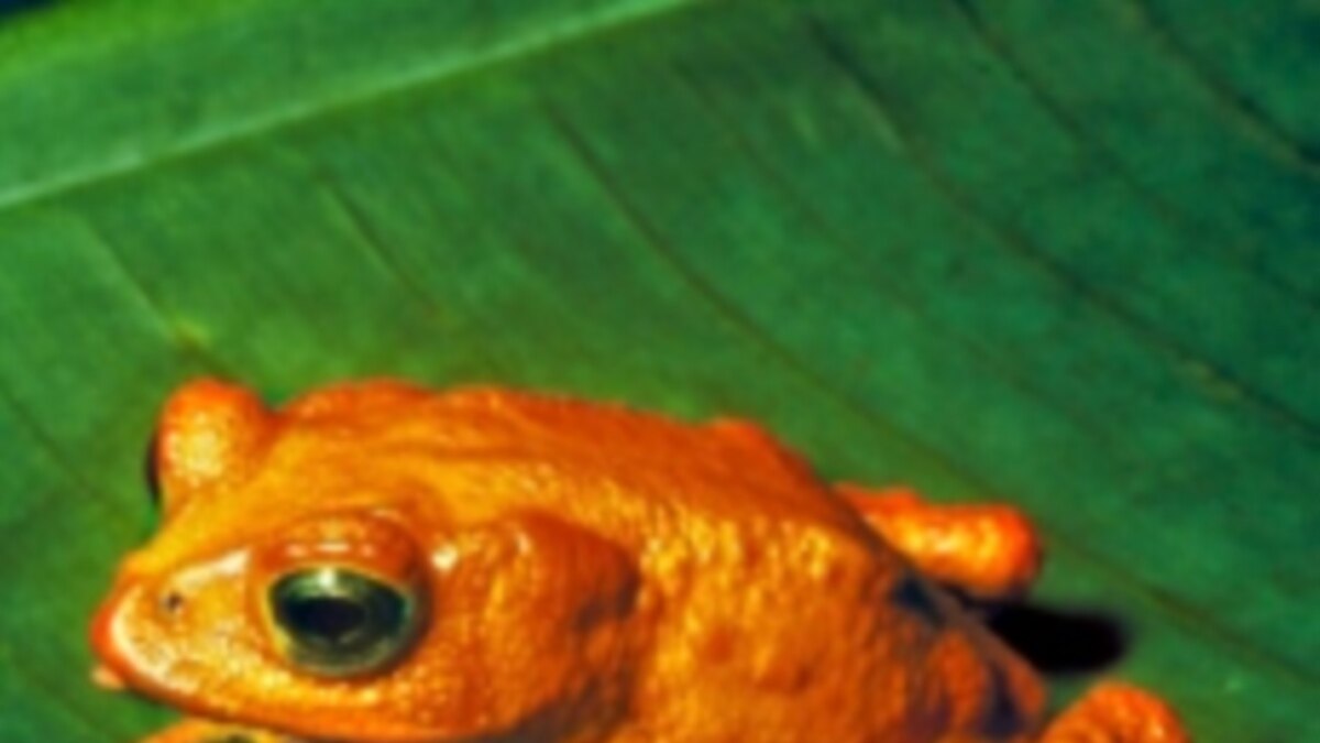 Hunt for Missing Frogs Leaps Across 5 Continents
