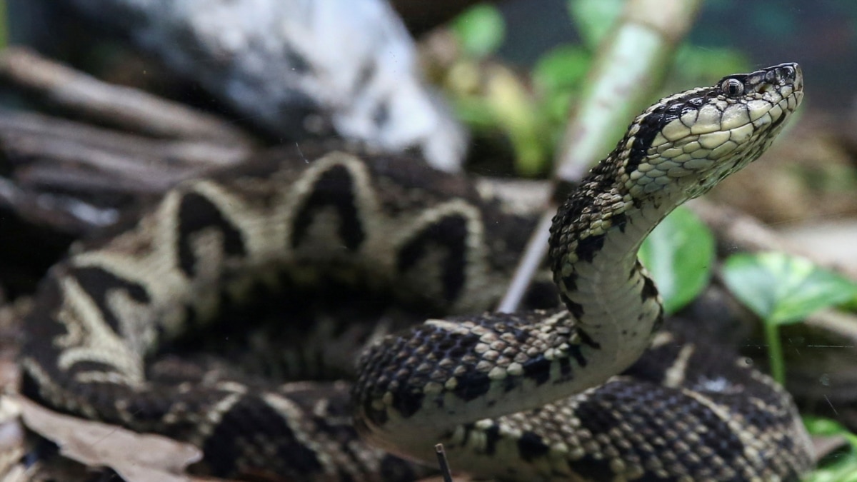 Science in a Minute: Snakes Survived Extinction Event that Killed the ...