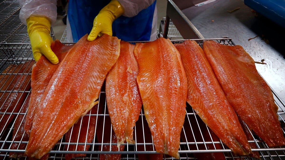 US Regulators Approve Genetically Modified Salmon