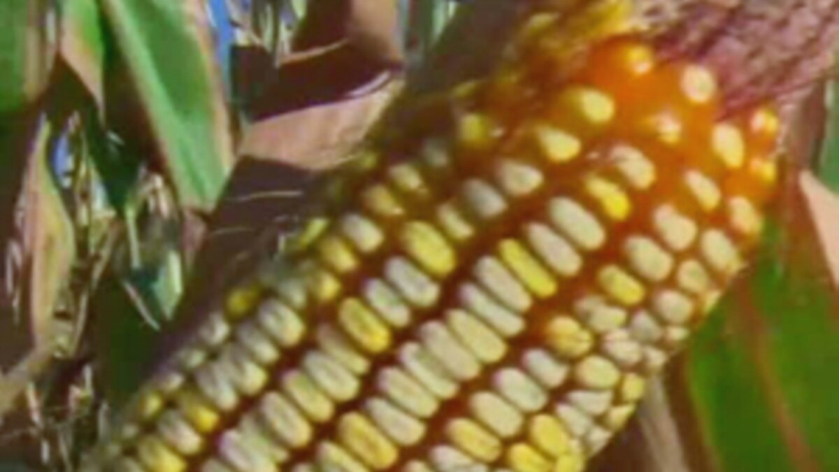 Scientists Developing Drought-Tolerant Maize for Hotter Future