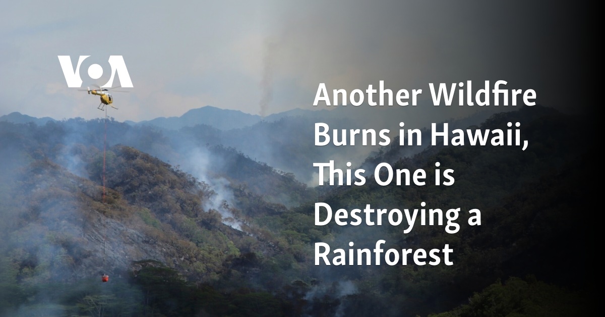 Another Wildfire Burns in Hawaii, This One is Destroying a Rainforest