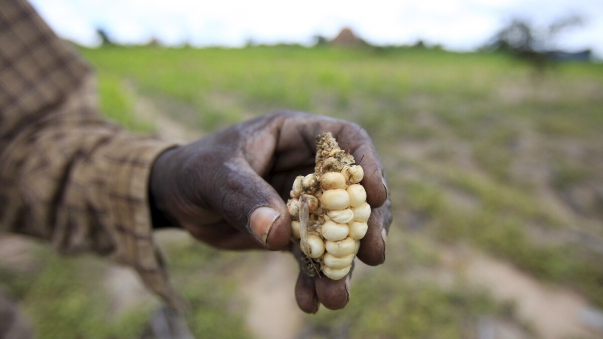 Researchers Work on Drought-tolerant Maize for Africa