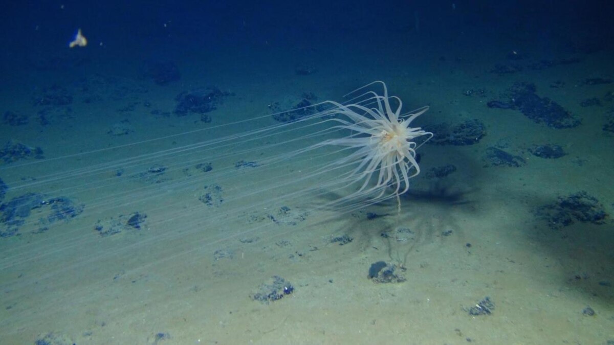 More Surprises from the Deep Sea