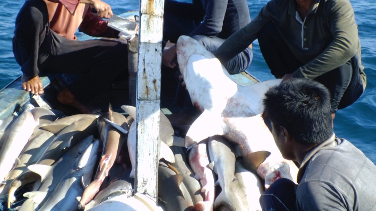 Conservationists Offer New Options to Better Protect Sharks