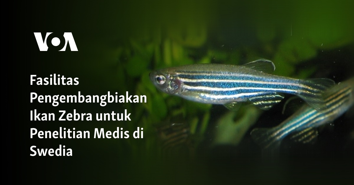 Fasilitas Pengembangbiakan Ikan Zebra untuk Penelitian Medis di Swedia