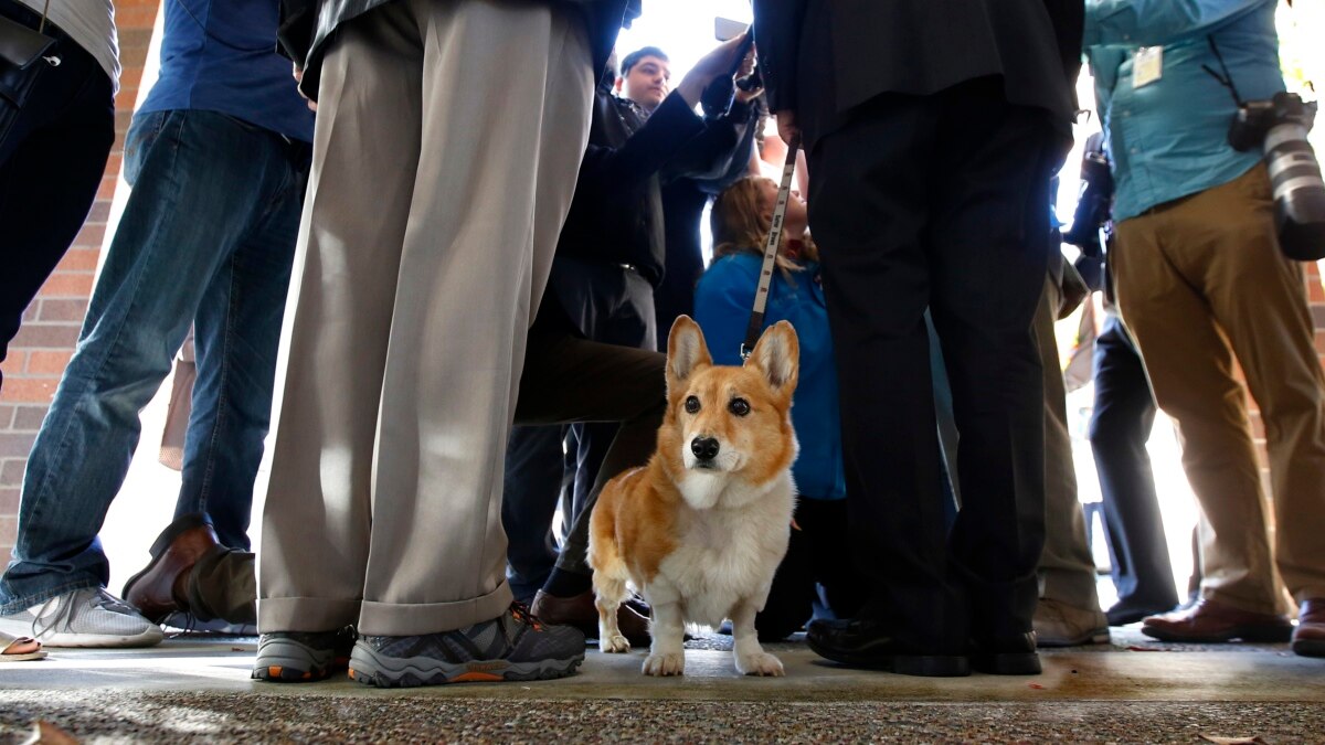 California Governor’s ‘First Dog’ Sutter Dies at 13