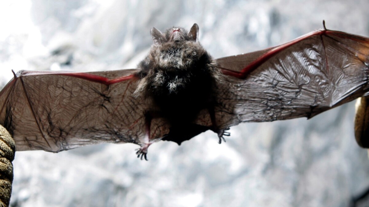 Disease Continues to Threaten American Bats