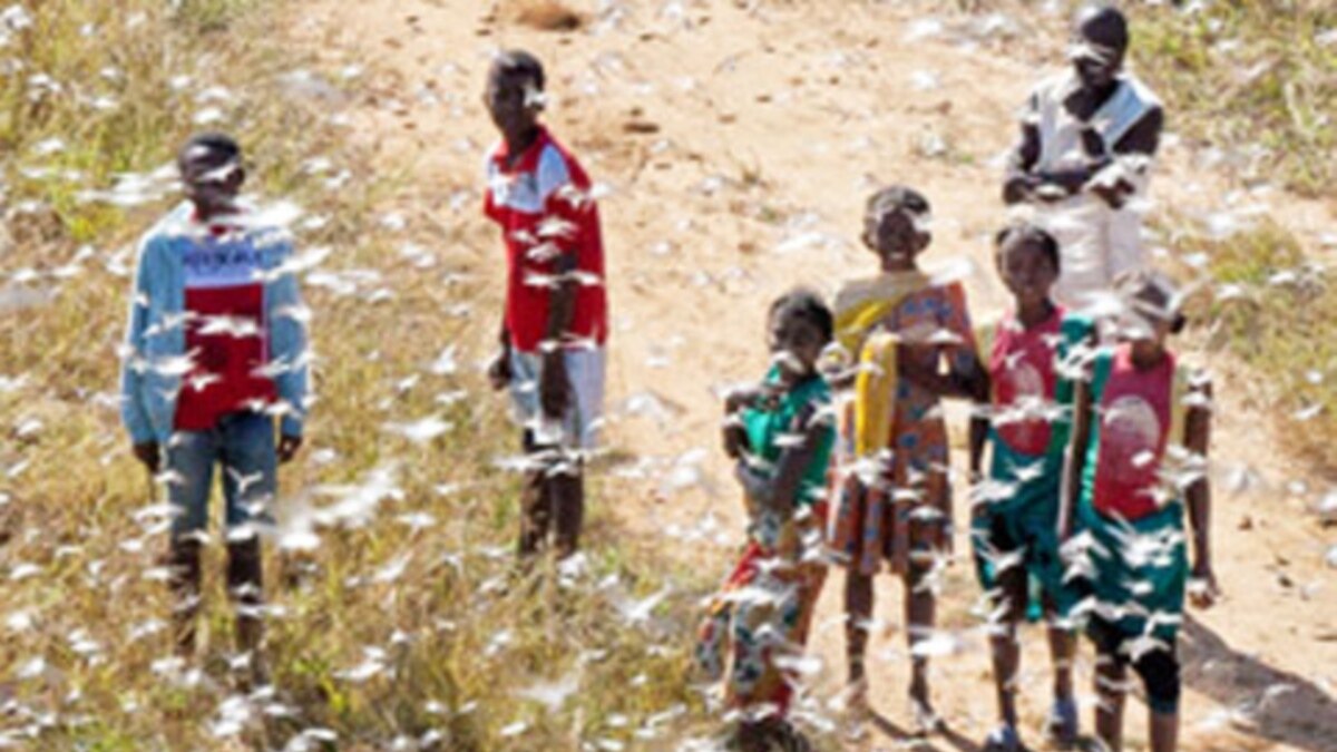 Campaign Begins to End Locust Plague