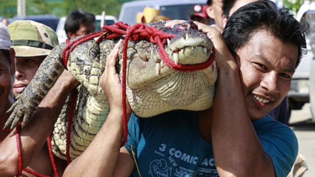 Crocodile Attacks Increase
