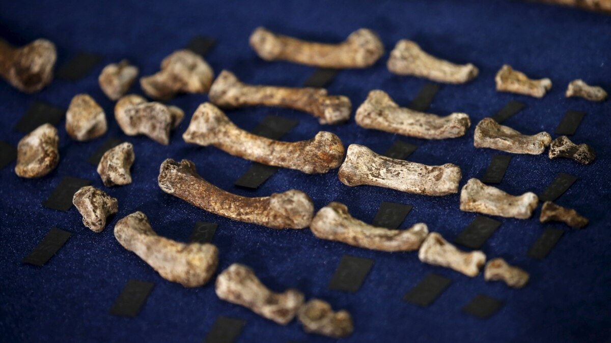 Ilmuwan Umumkan Temuan Fosil Spesies Baru Manusia Purba