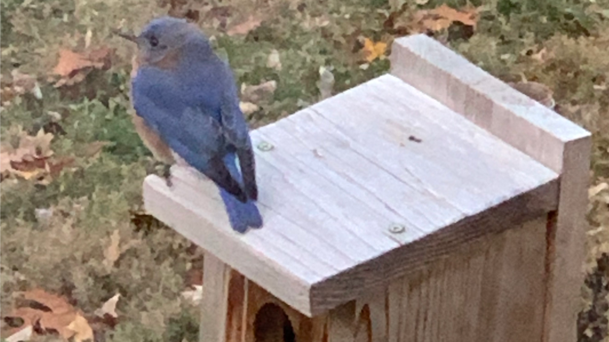 What Is a Garden without Birds?