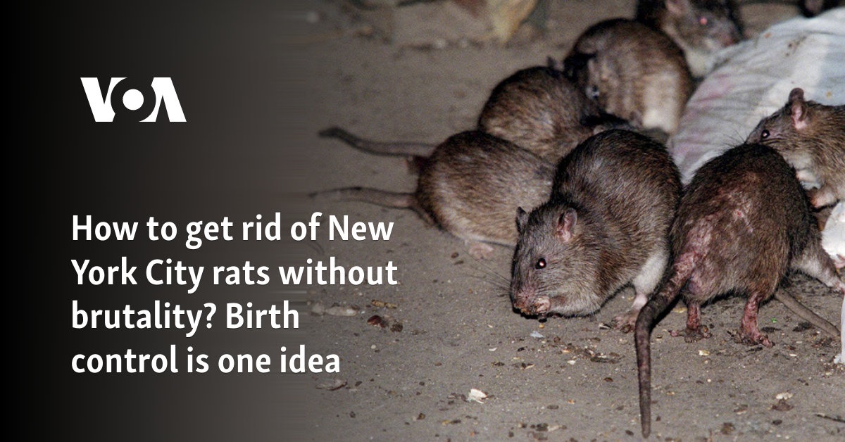 How to get rid of New York City rats without brutality? Birth control is one idea