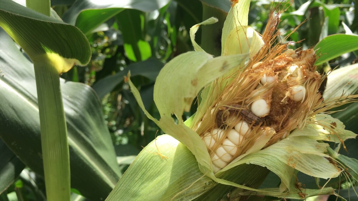 Imirima y’Ibigori Yatewe n’Impongwa mu Burundi