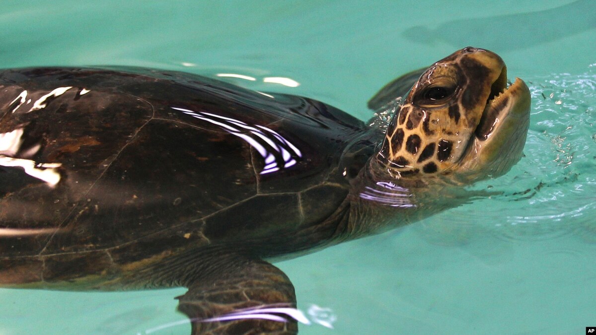 Climate Change Affecting Gender of Endangered Green Sea Turtles