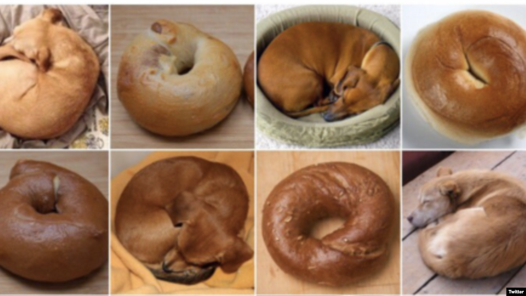 'Dog or Bread?' Question Takes Over Twitter