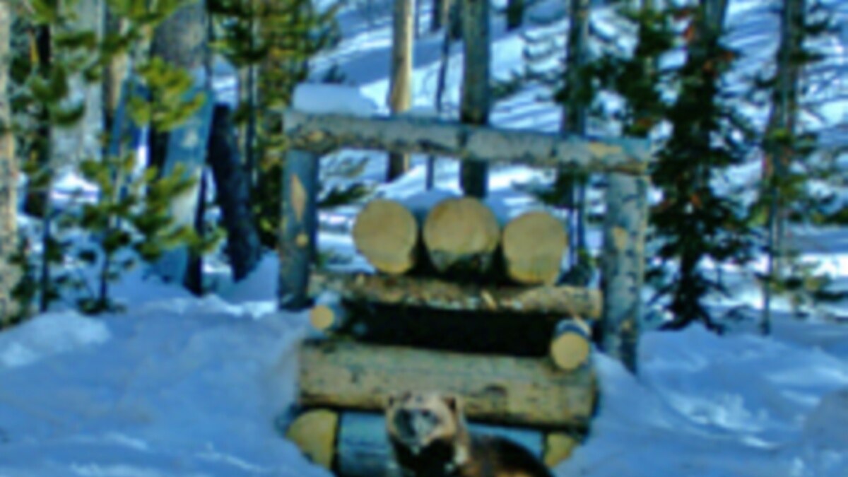 Wolverines Stage a Comeback