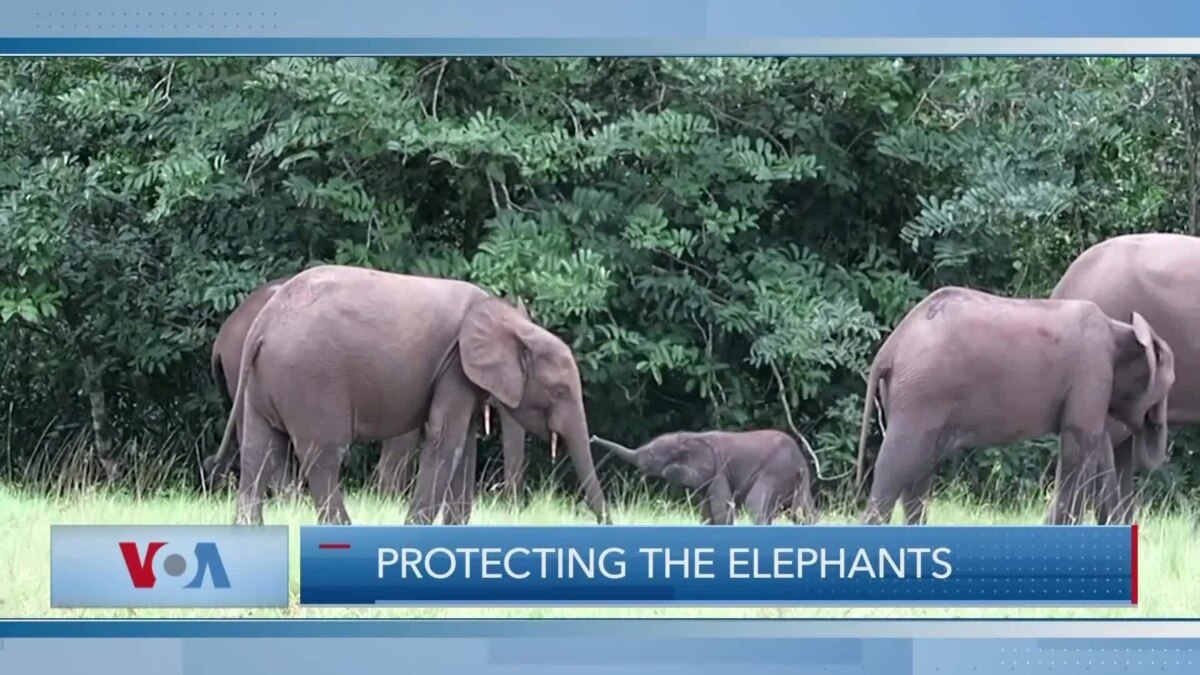 Protecting the Elephants