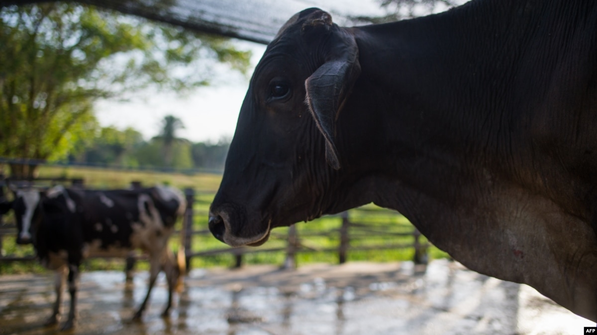 Raising Cattle a Risky Business for Venezuela Ranchers