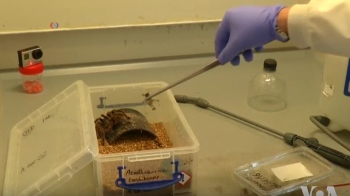 A Laboratory Turns Deadly Insect Venom into Medicine