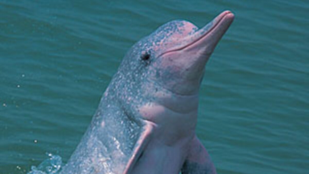 As Numbers Dwindle, Rare Dolphin Fights for Survival