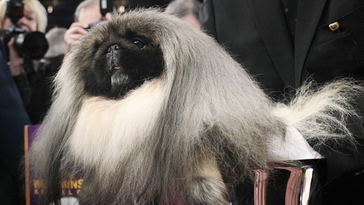 Pekingese Wins Top Honor at Westminster Dog Show