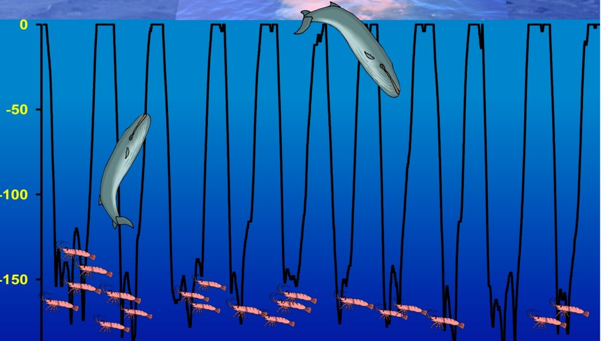 Plankton More Important than Scientists Thought