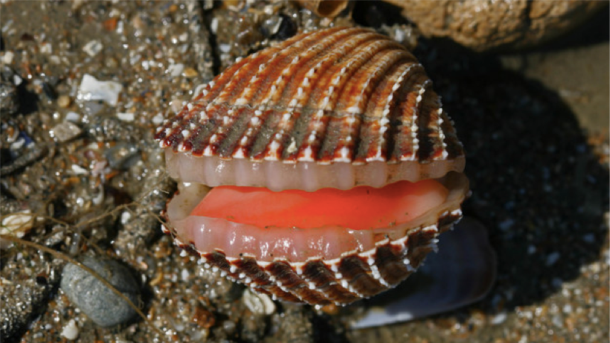 Molusqet, qeniet me dhëmbë të forta