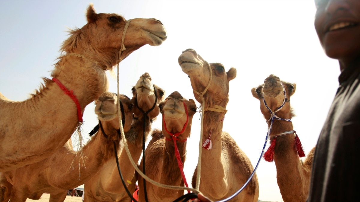 UEA Gelar Kontes Kecantikan Unta