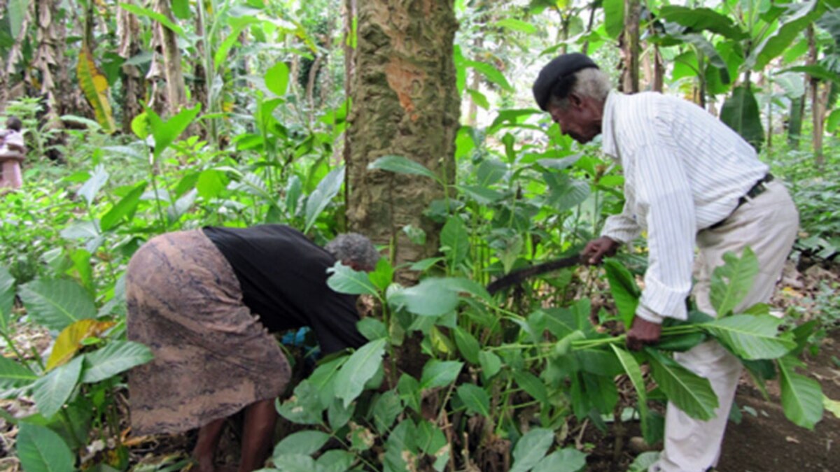 Drug Sought from African Tree