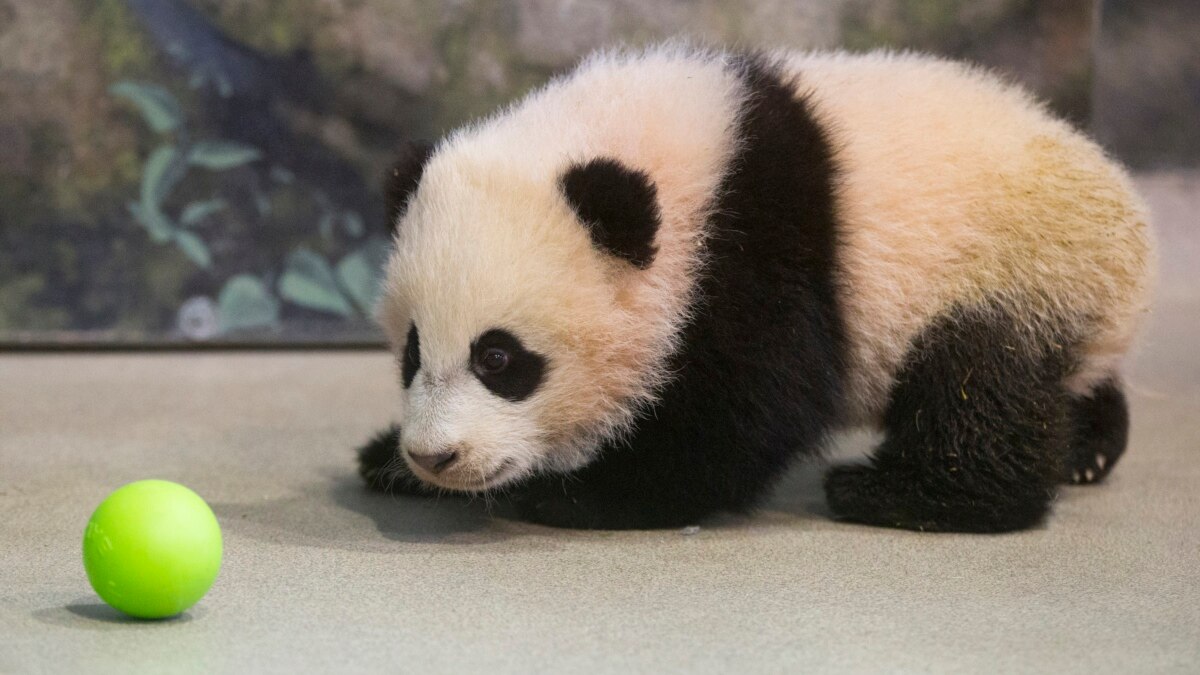 Baby Panda Playing With Ball