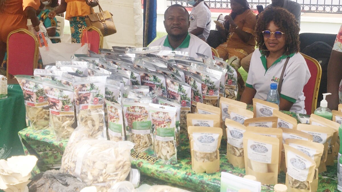 Les champignons comestibles, une filière florissante au Cameroun