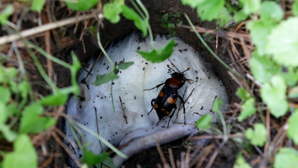 New Findings: Beetle Uses 'Gut Goop' to Protect Its Food