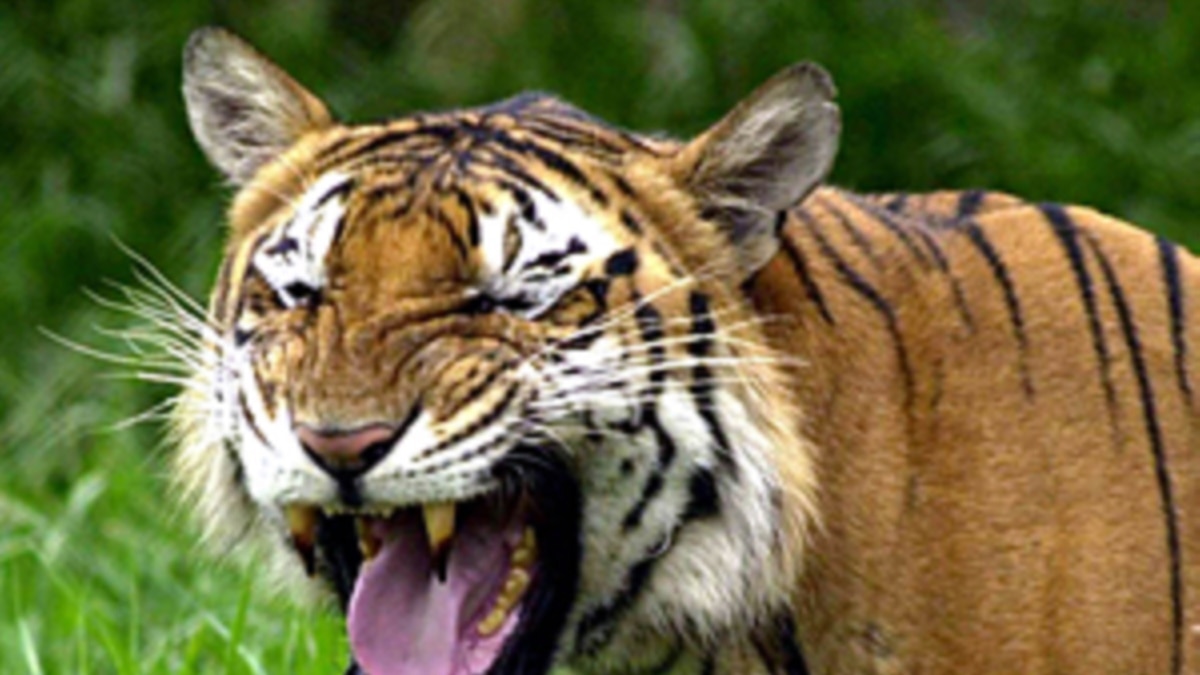 Interpol Joins Push to Save Asian Tigers