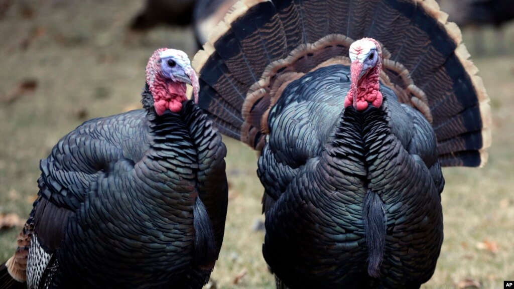 Fossils Show Giant Turkeys Once Roamed Australia