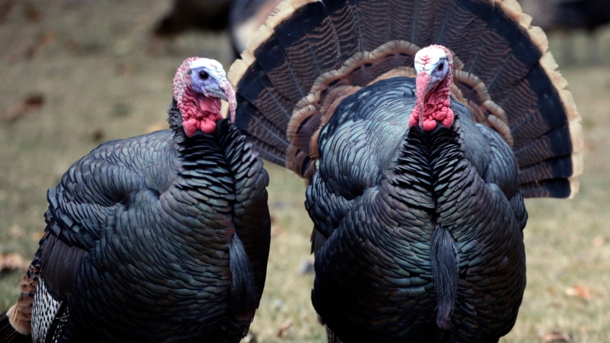 Fossils Show Giant Turkeys Once Roamed Australia