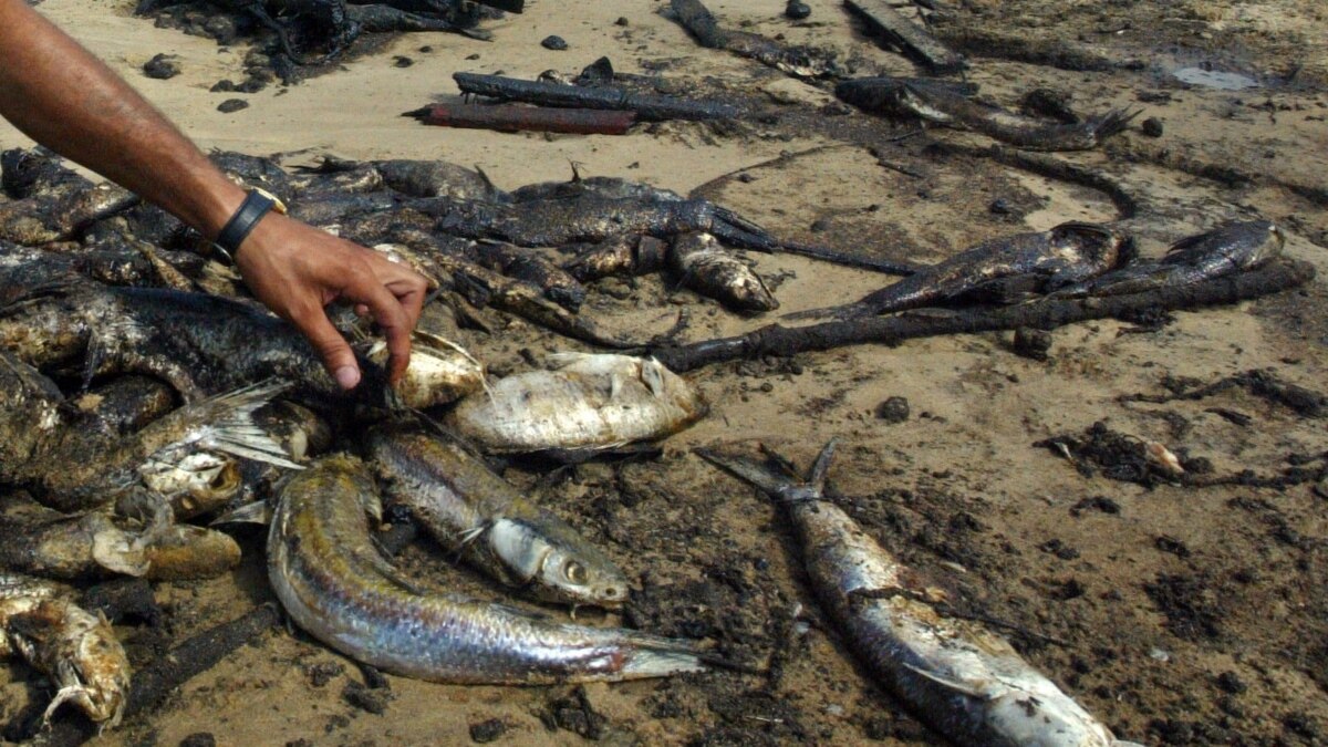 Kismaayo: Kalluun ku soo Caariyay Xeebta Magalaada