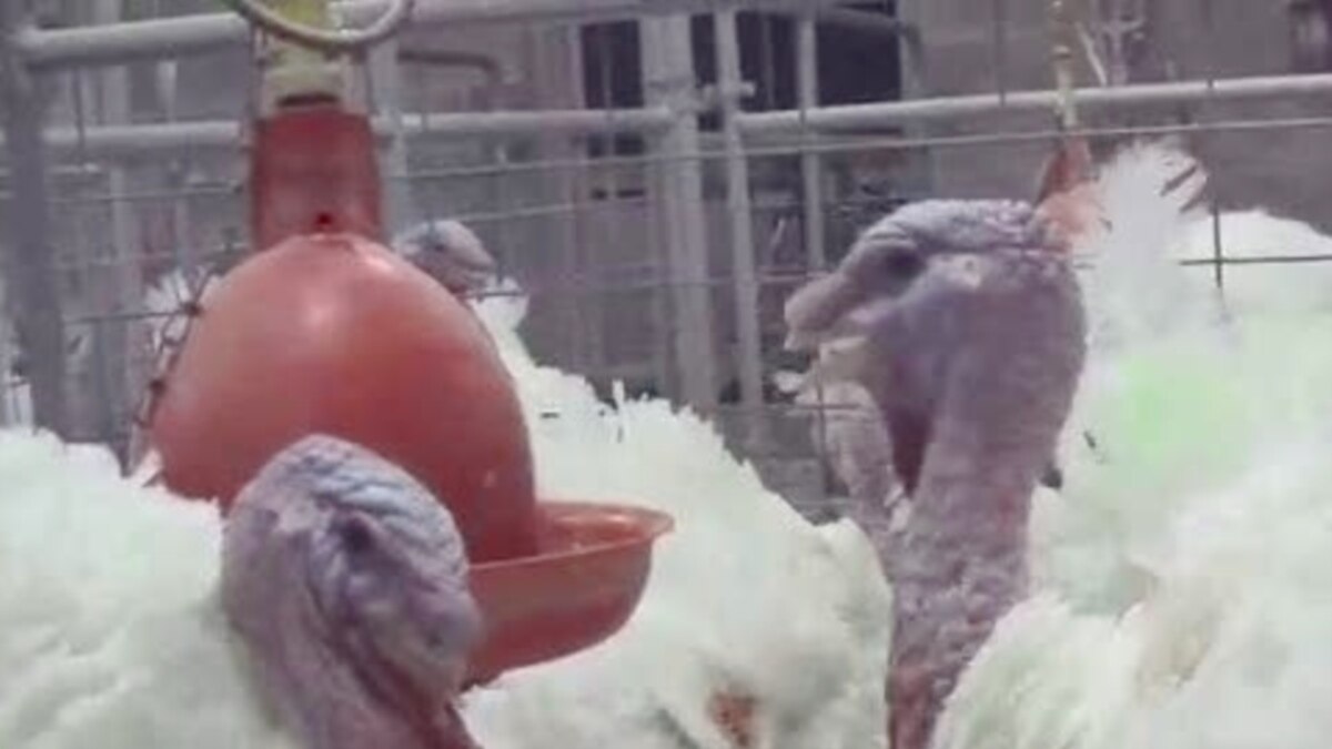 Turkey Research Geared Toward Bigger Birds, Profits